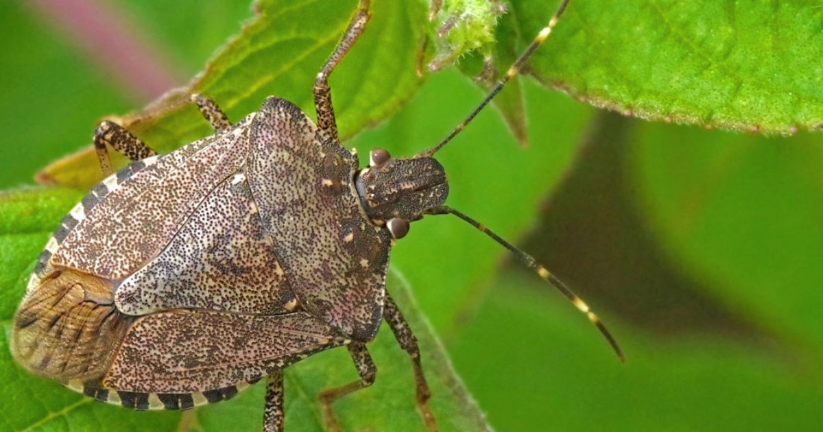 Stink bugs: Everything you need to know - EUKOR